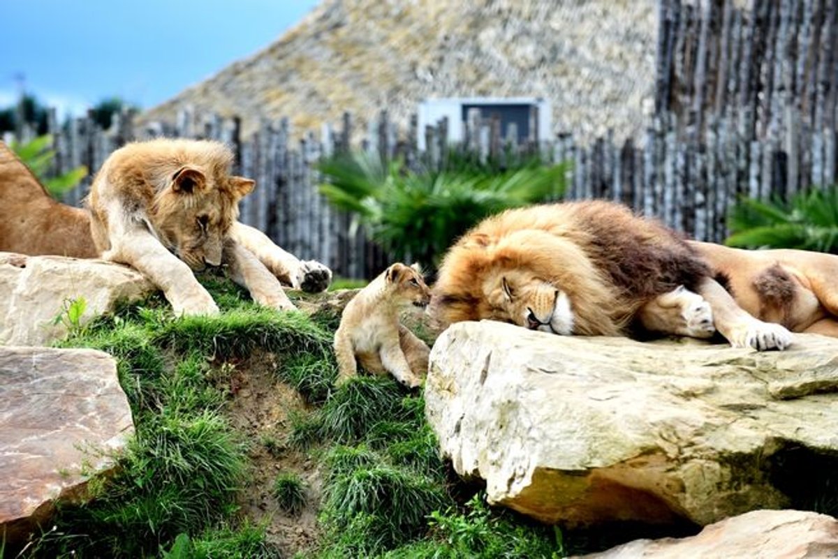 Le zoo du Mans : Bien plus qu'un zoo, une immersion en nature ...